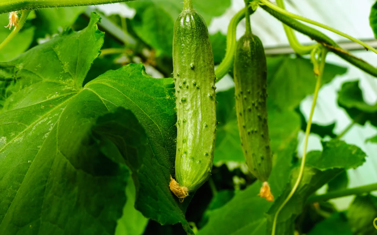 Złe wieści dla plantatorów ogórków