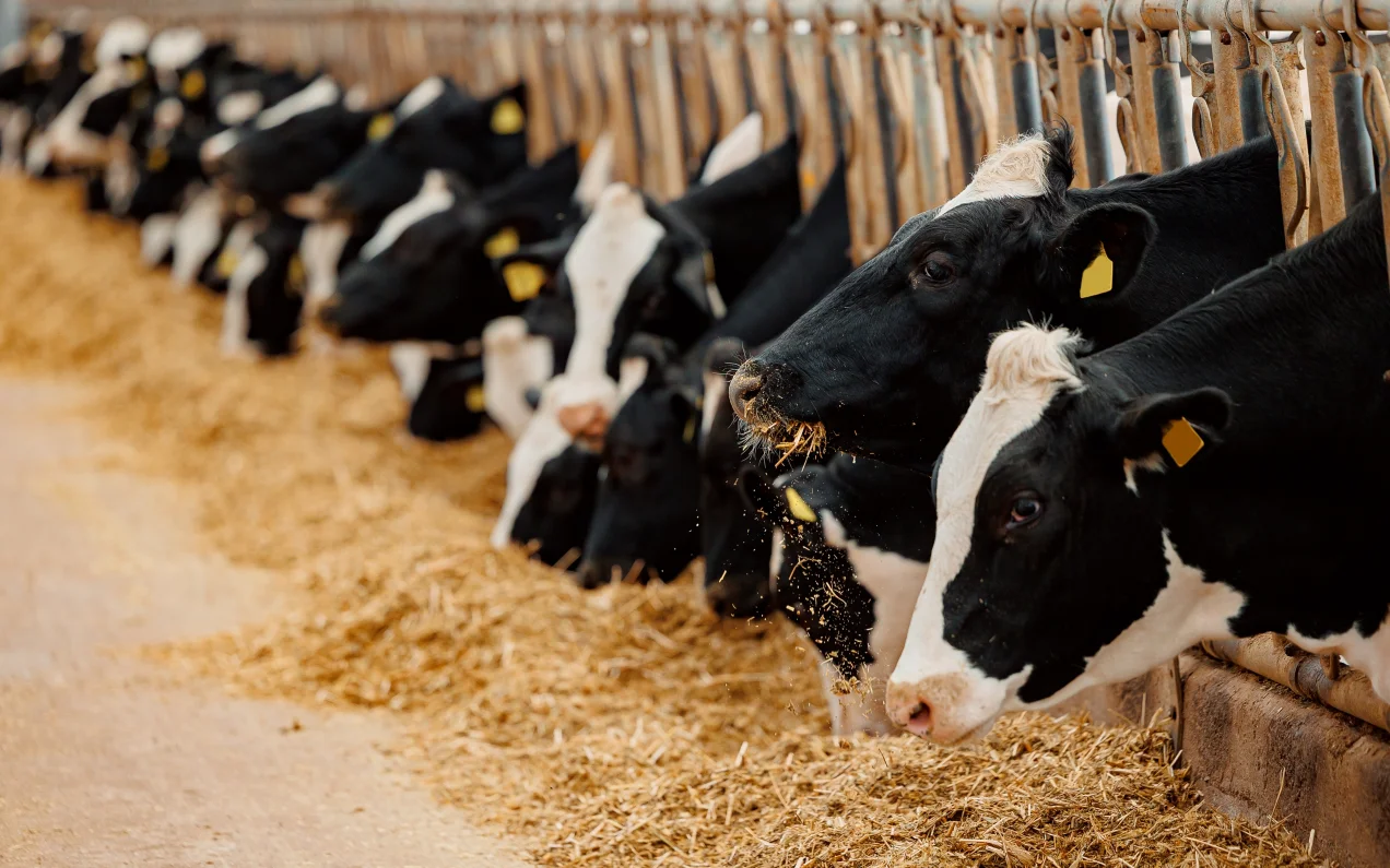 Mastitis u krów: Wczesne rozpoznanie i zapobieganie stratom w produkcji